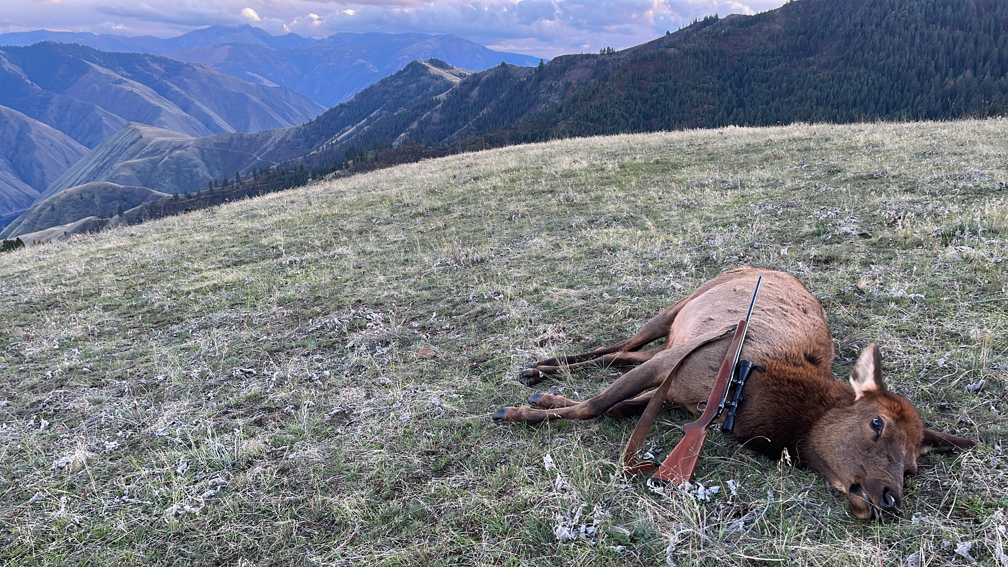 Cow | Borderlands